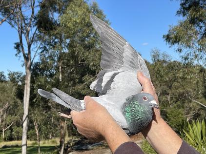 Stock Birds | Northern Gold Coast | Hudson Lofts